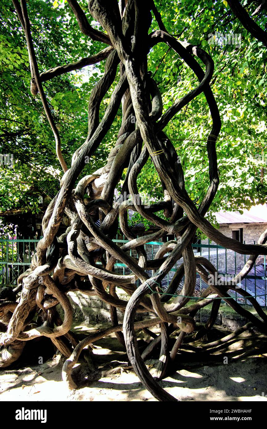 Tree roots, Nicholas Roerich Museum, Nicholas Roerich Art Gallery ...