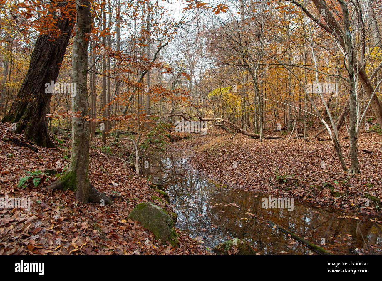 A small, shallow stream runs through a mixed deciduous forest in late ...
