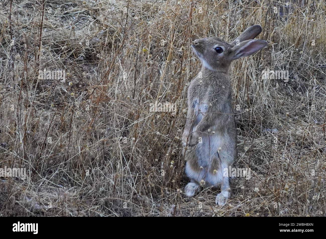 Animales conejo hi-res stock photography and images - Alamy