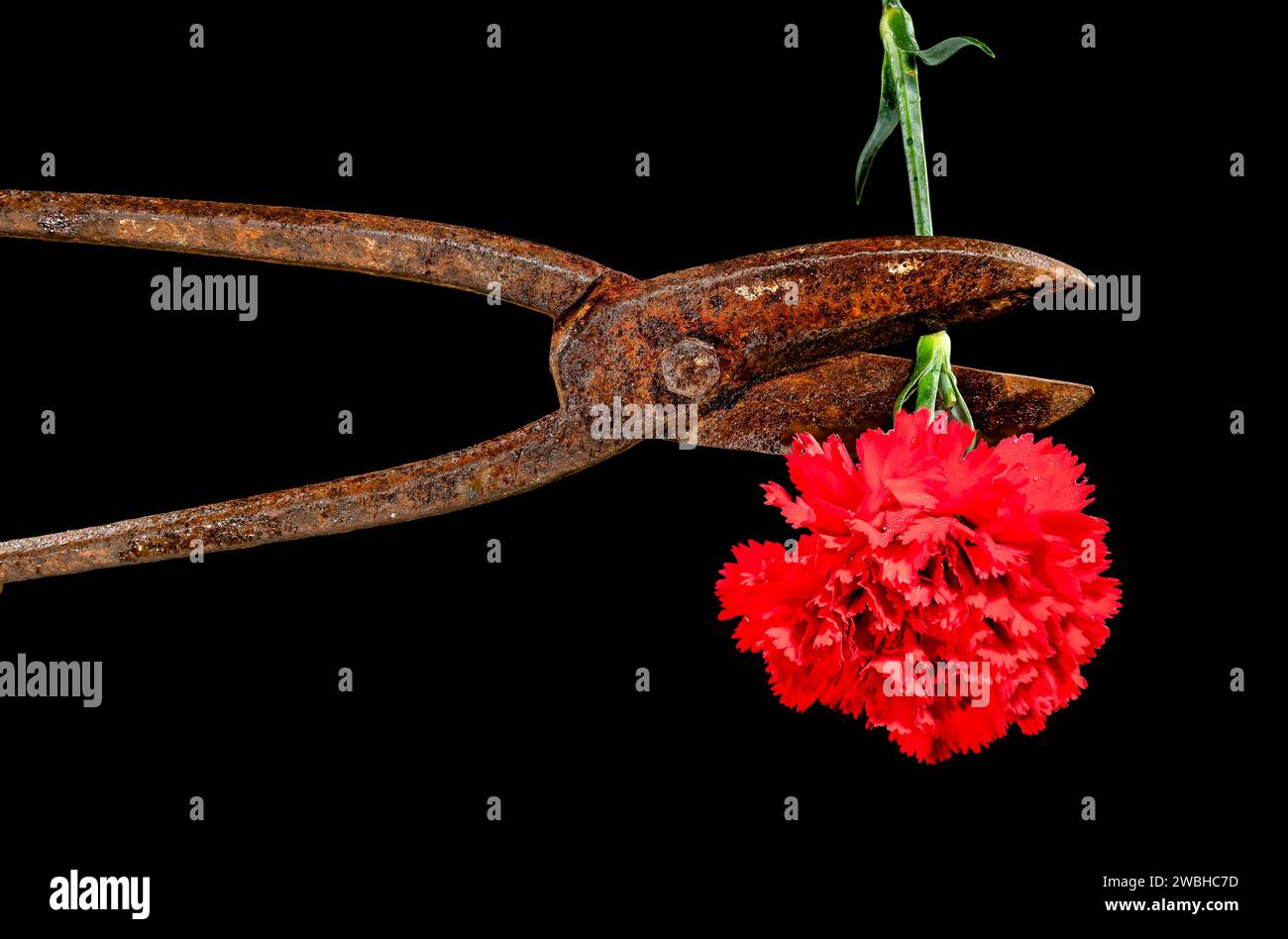 Creative still life with old rusty metal hand scissors and red ...