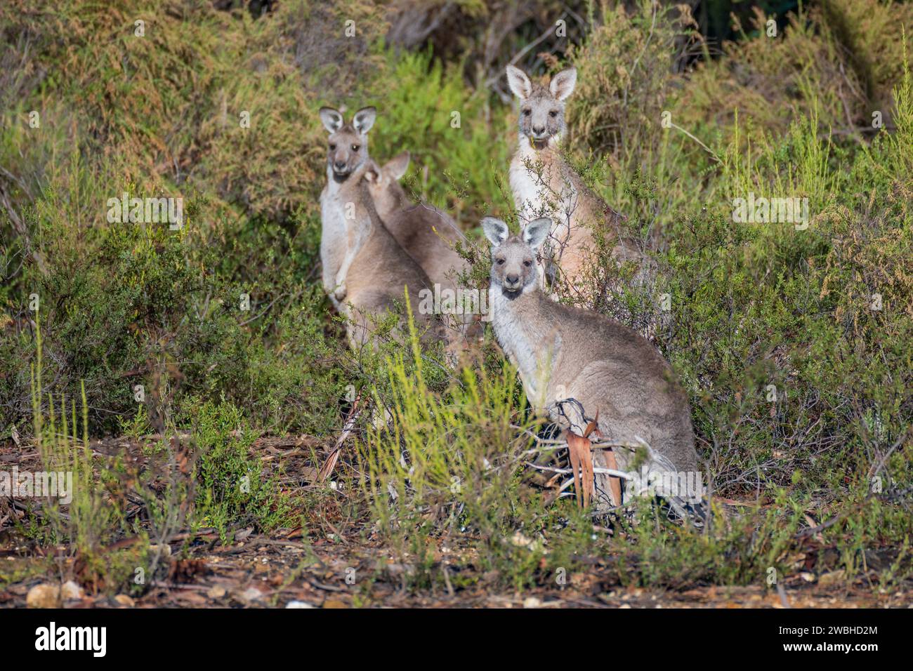 Australian native marsupials hi-res stock photography and images - Alamy