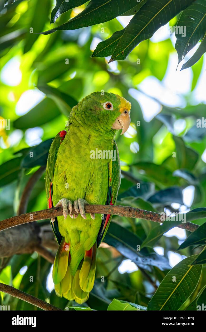 Yellow-crowned amazon or yellow-crowned parrot (Amazona ochrocephala ...