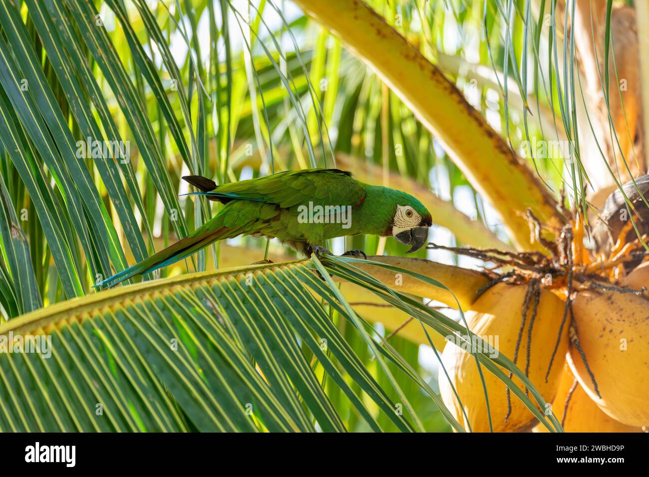 Chestnut-fronted macaw or severe macaw (Ara severus) is one of the ...