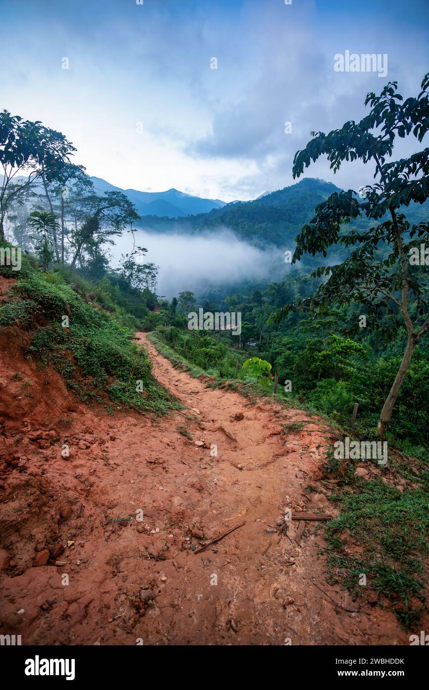 Misty and fogy jungle landscape. Hard trek to hidden ancient ruins of ...