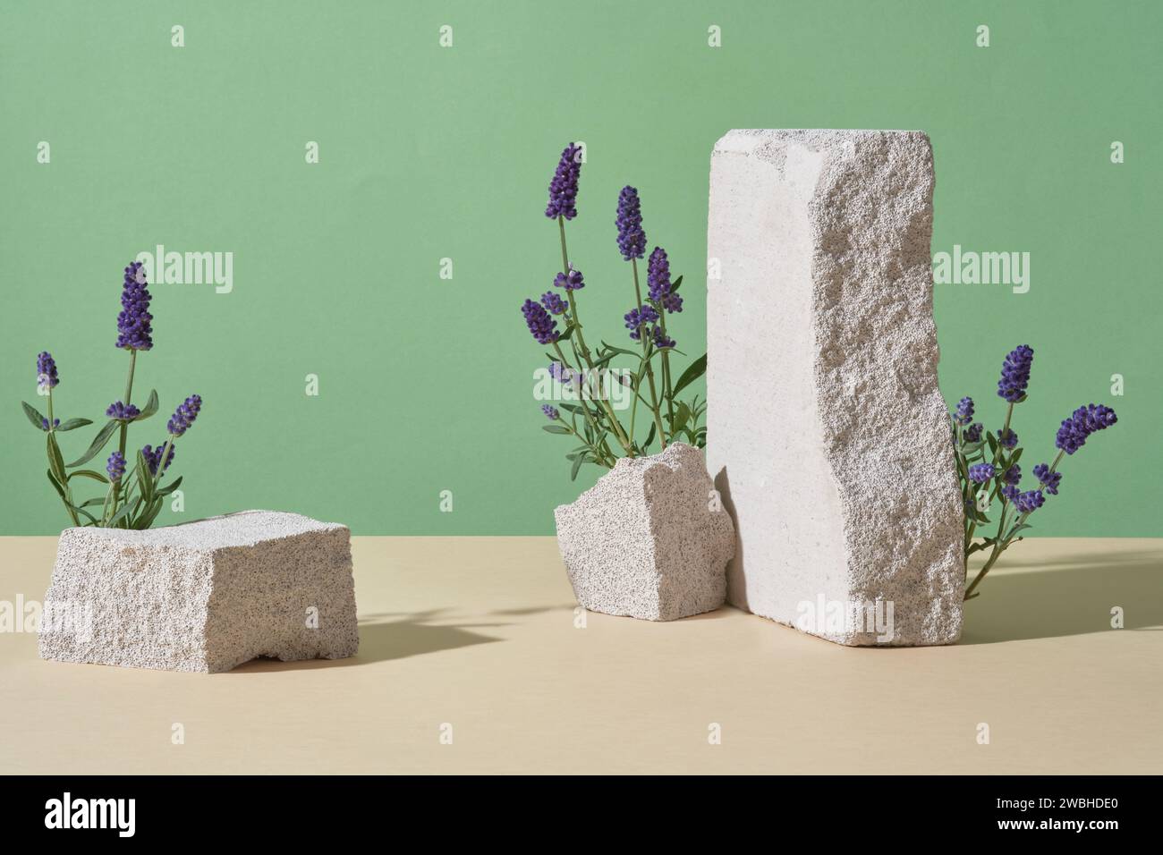 Against the green background, fresh blooming lavender plant decorated ...