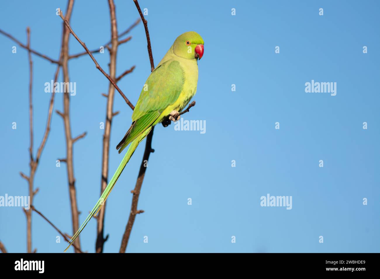 Blue rose ringed parakeet hi-res stock photography and images - Alamy