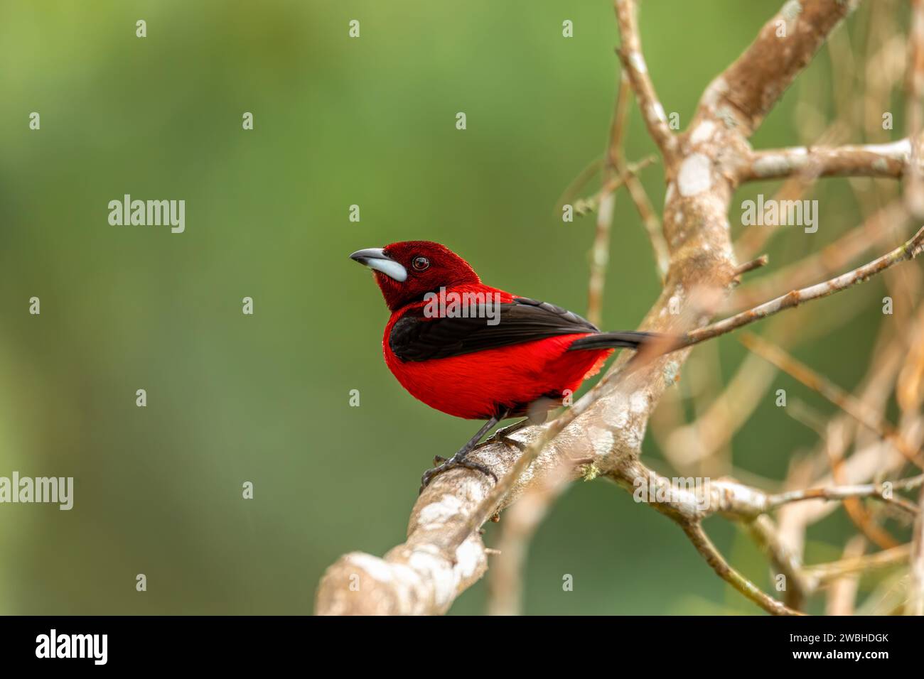 Crimson-backed tanager (Ramphocelus dimidiatus) male, species of bird ...