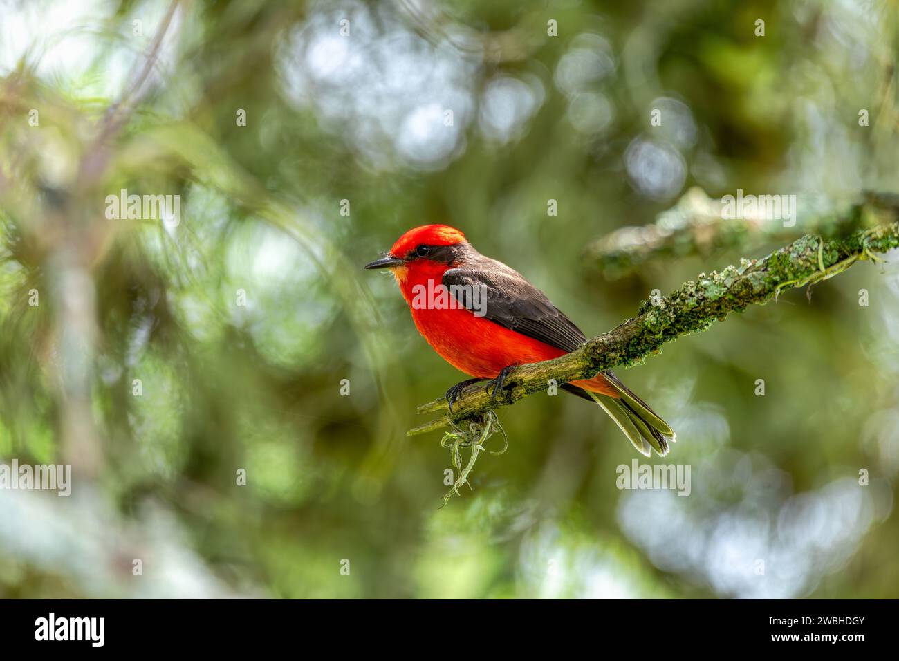 Vermilion flycatcher (Pyrocephalus obscurus) male, small passerine bird ...