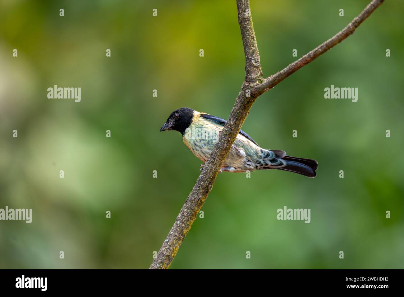 Black-headed tanager (Stilpnia cyanoptera), species of bird in the ...