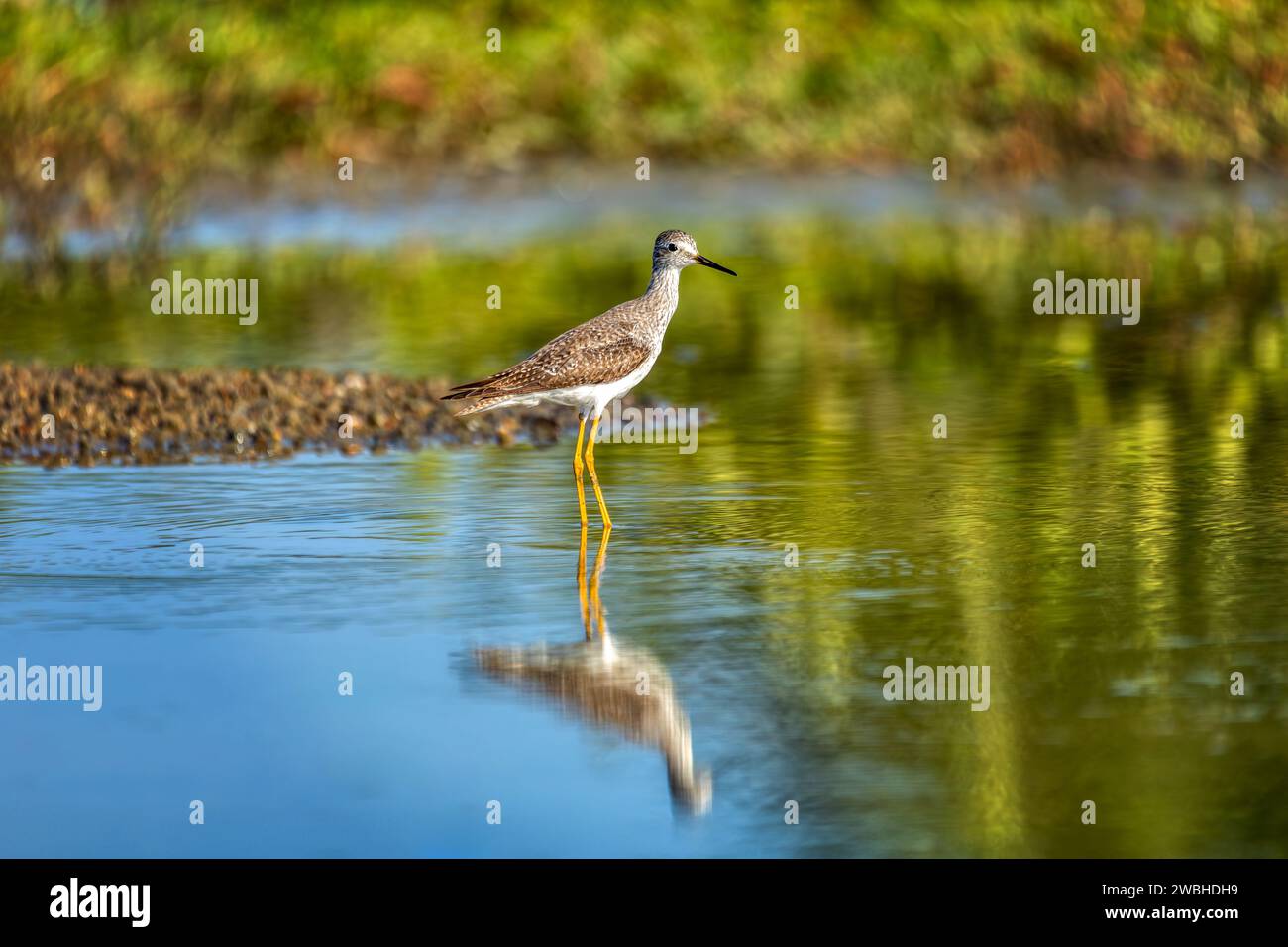 Greater yellowlegs (Tringa melanoleuca), large shore bird in the family ...