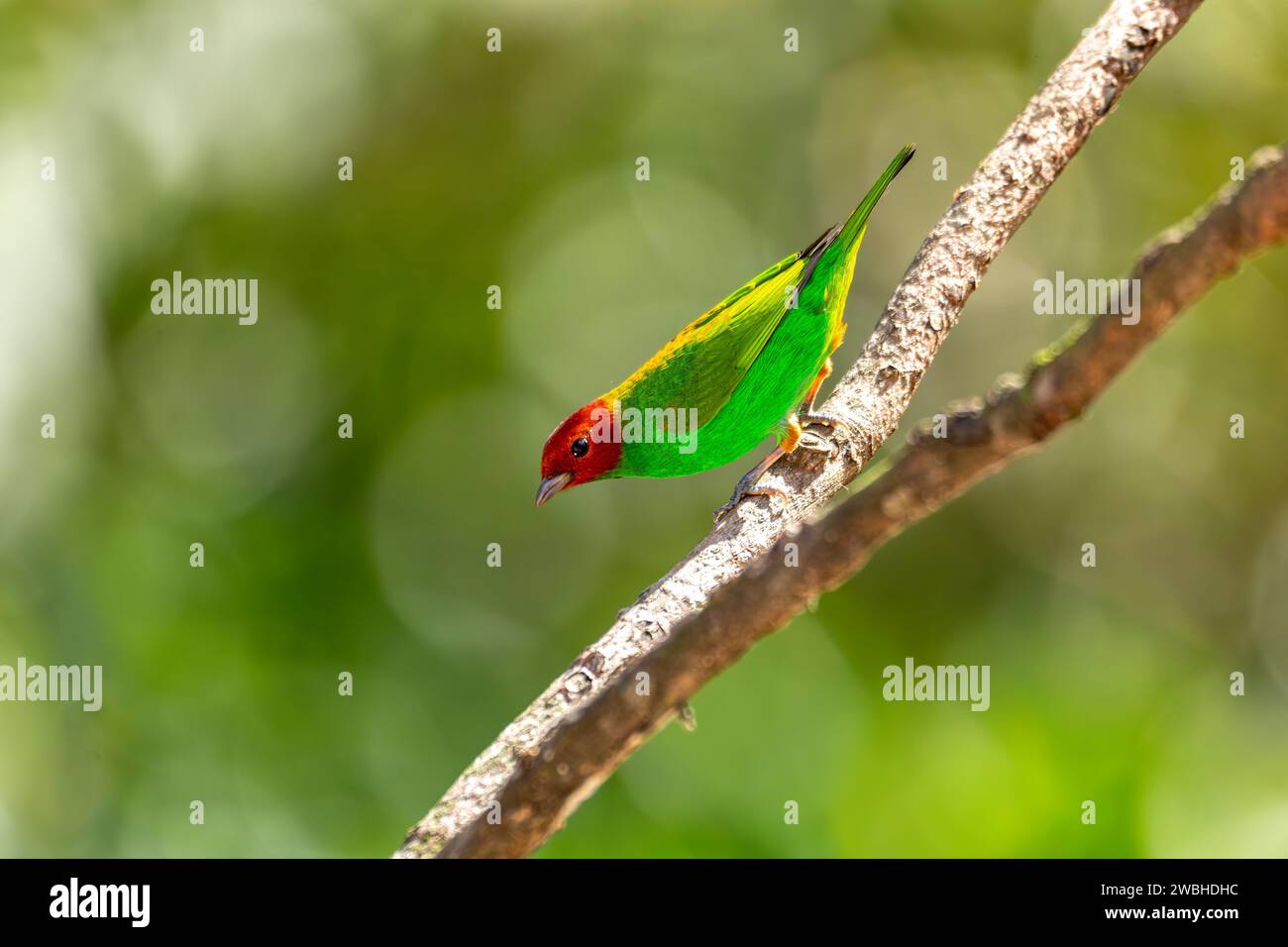 Bay-headed tanager (Tangara gyrola), medium-sized passerine bird. Minca ...
