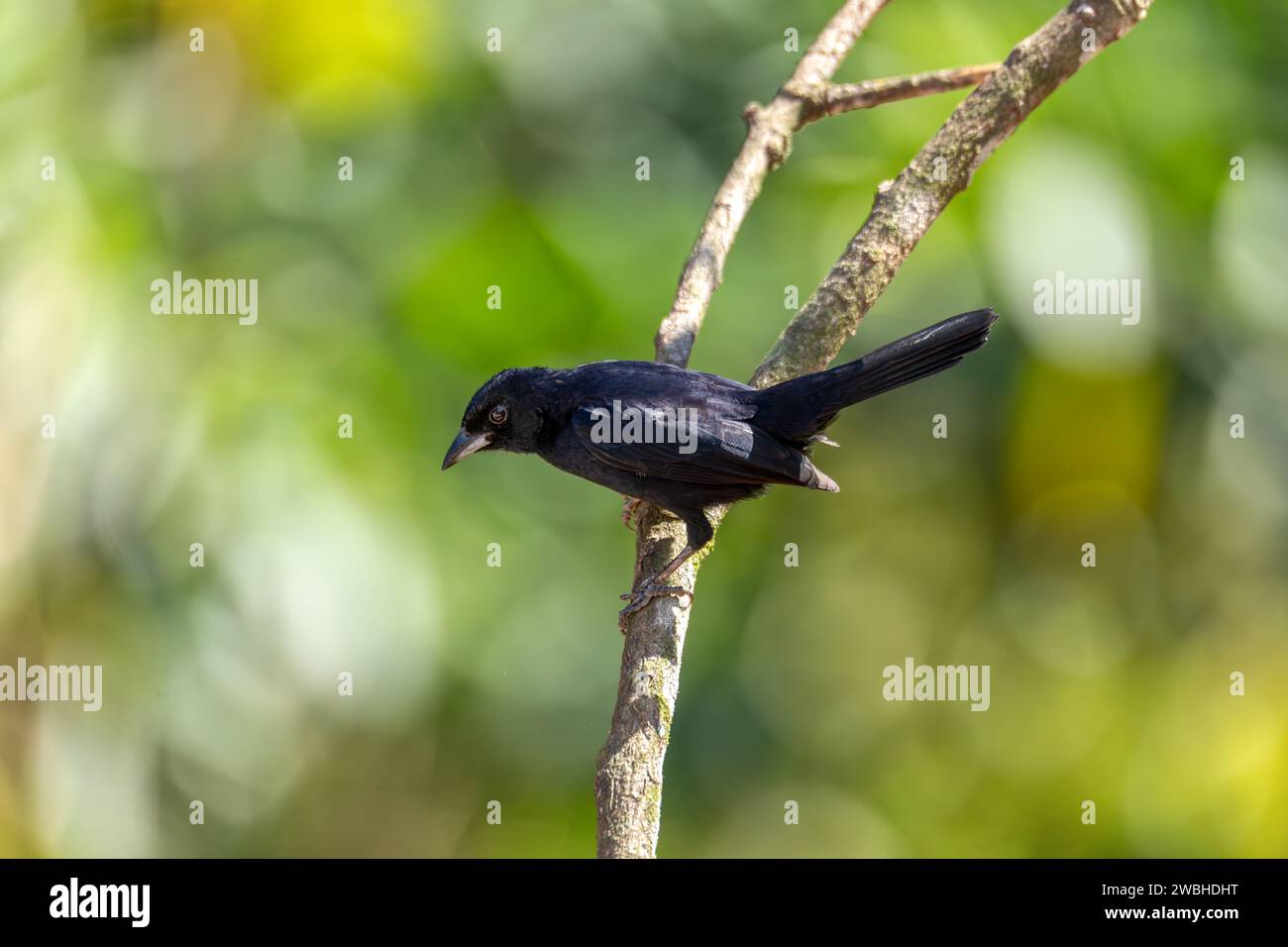Bird White-lined tanager (Tachyphonus rufus) male, medium-sized ...