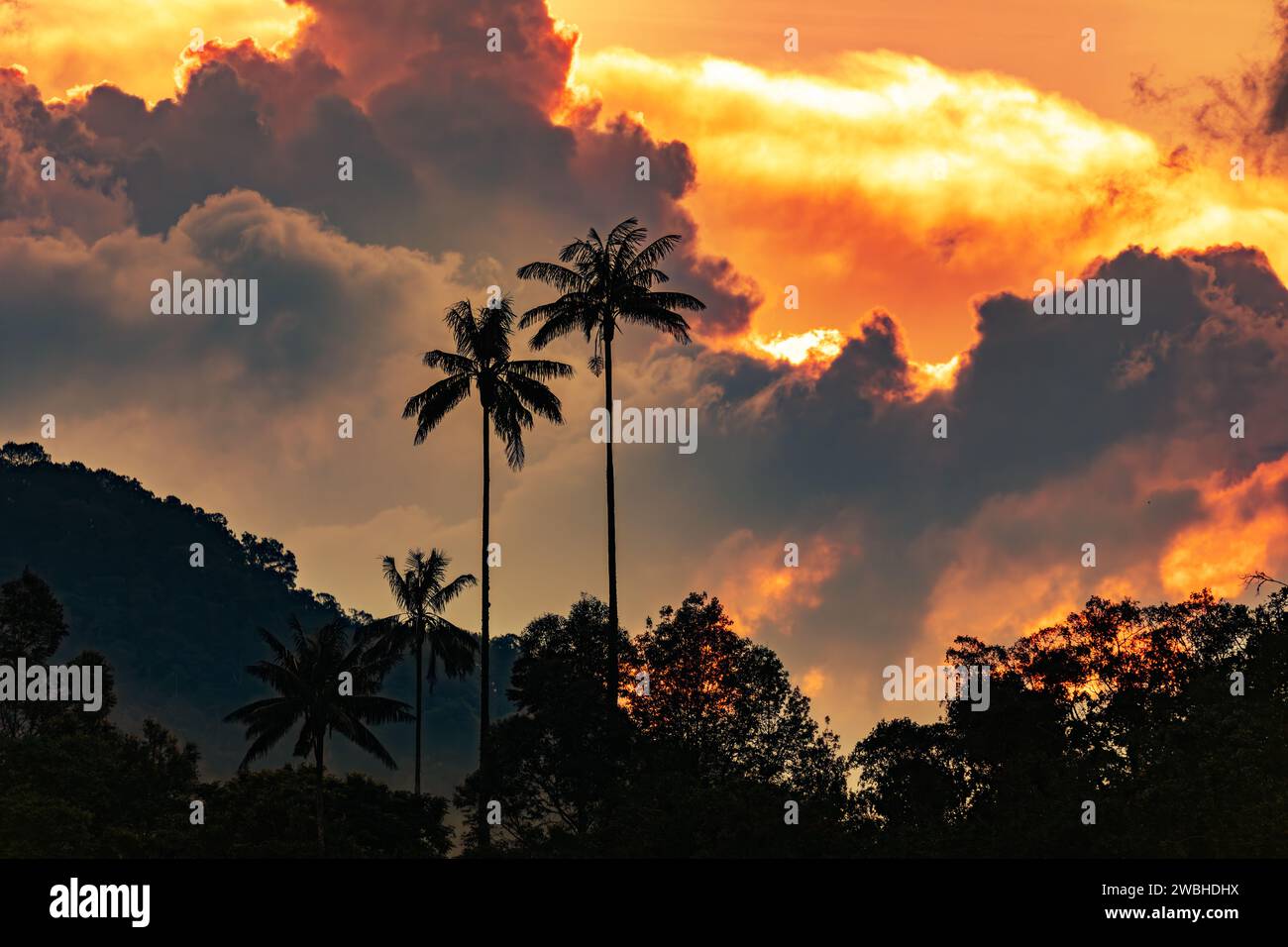 Valle del Cocora, stunning sunset casting a golden glow over the iconic ...