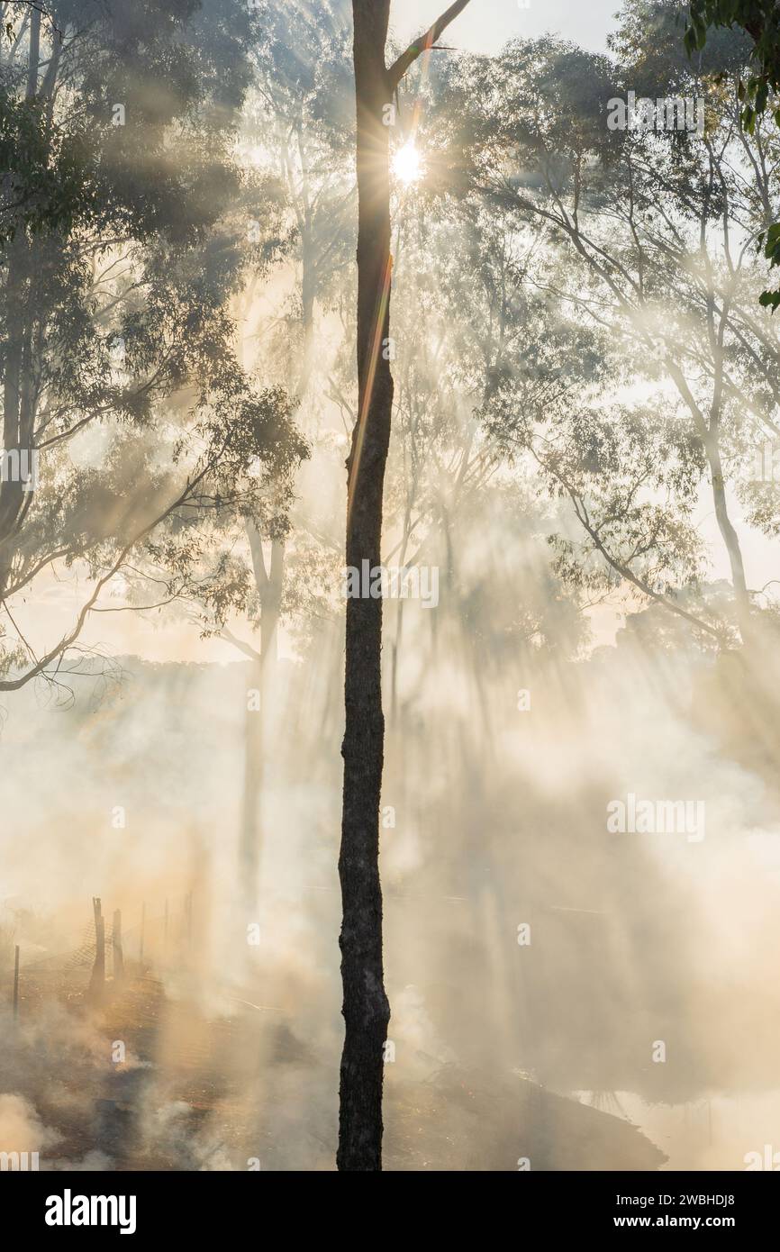 Light streaming through bushfire smoke and gumtrees around a rural dam ...