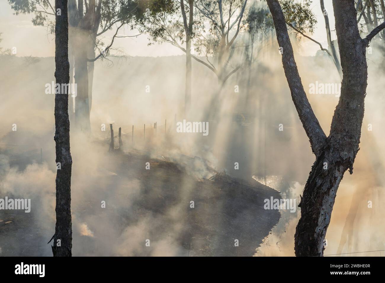 Light streaming through bushfire smoke and gumtrees around a rural dam ...