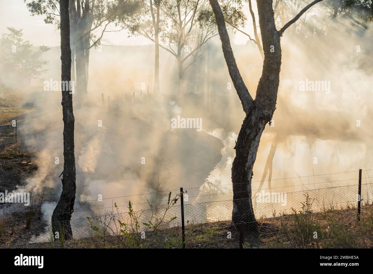 Light streaming through bushfire smoke and gumtrees around a rural dam ...