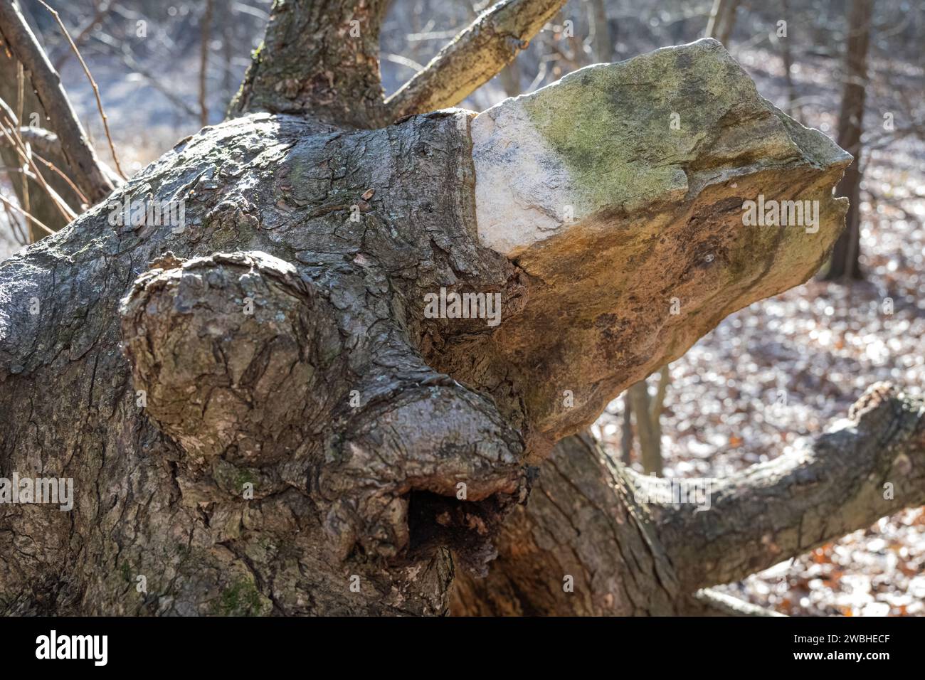 Partially uprooted tree with large encased rock in Fort Gibson ...