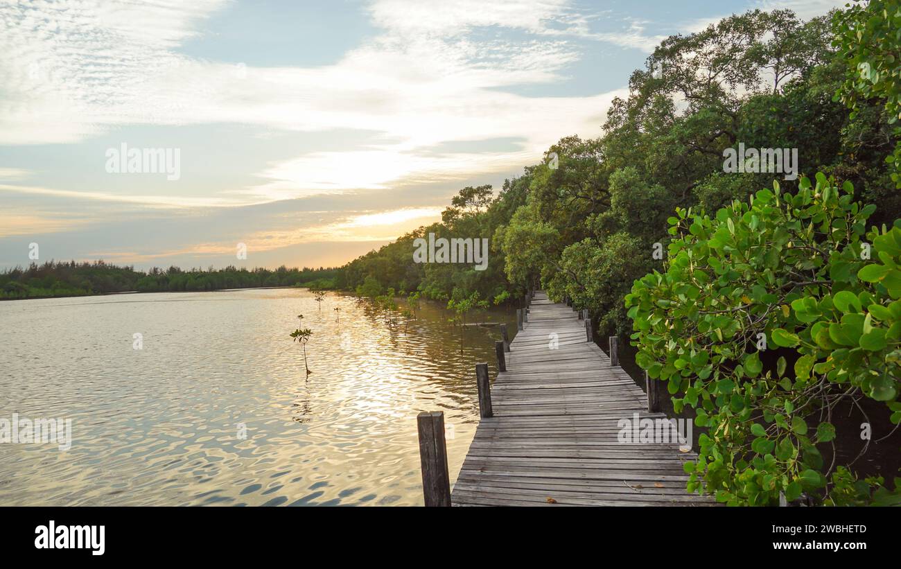 Mangrove forest at the nature sunset. The wooden bridge, boardwalk ...