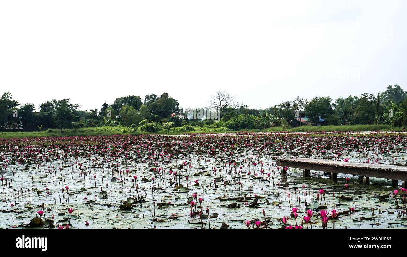 lotus farm in the morning. The Cambodia Lotus farm landscape. fresh ...