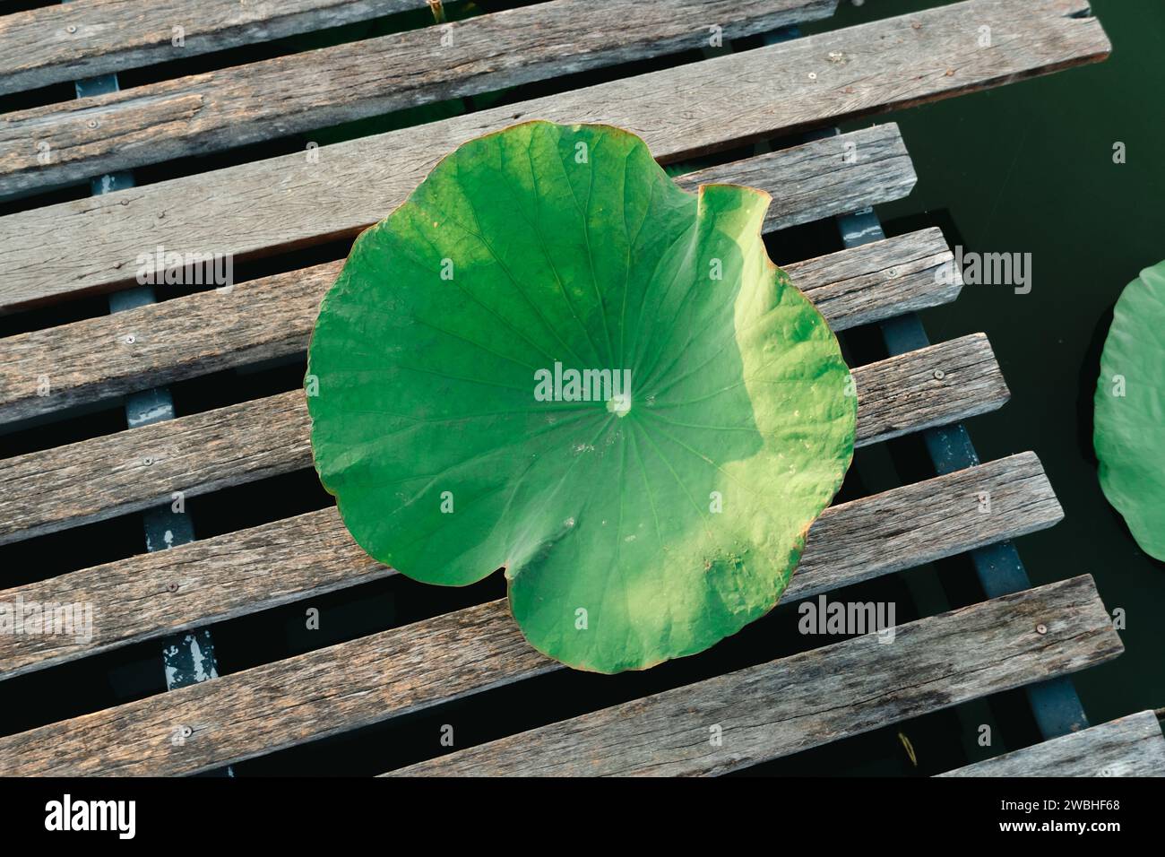 lotus leaves in the pond. Peaceful and calm concept. Composition of ...