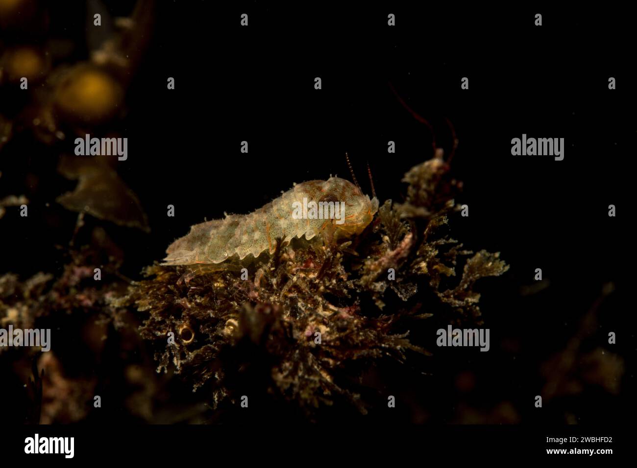 Pill isopod Cymodoce truncata Stock Photo - Alamy