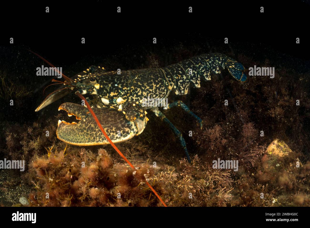 European common lobster homarus hi-res stock photography and images - Alamy