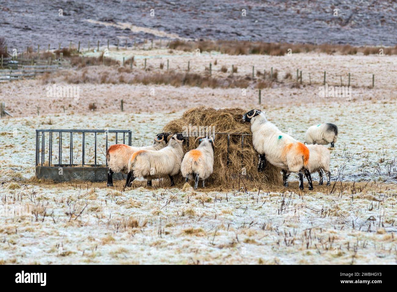 Sheep in frozen field hi-res stock photography and images - Alamy
