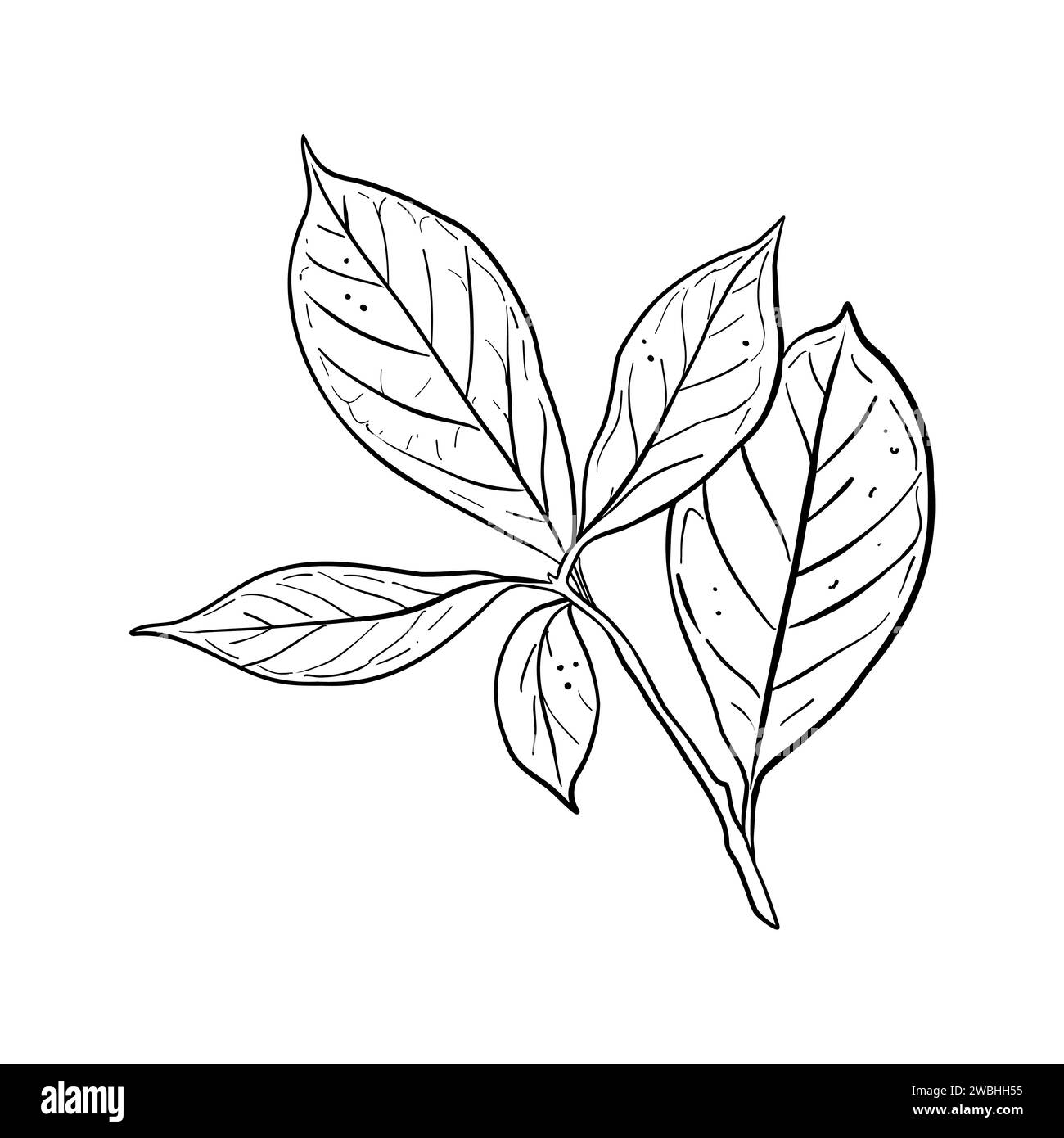 Avocado leaf vector illustration. Branch of avocado tree with leaves ...