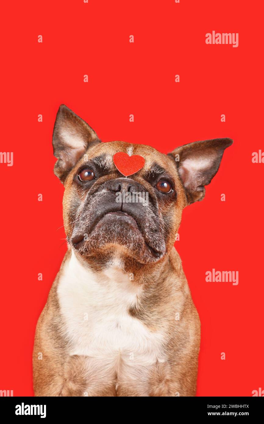French Bulldog dog with Valentine's Day heart on forehead on red ...