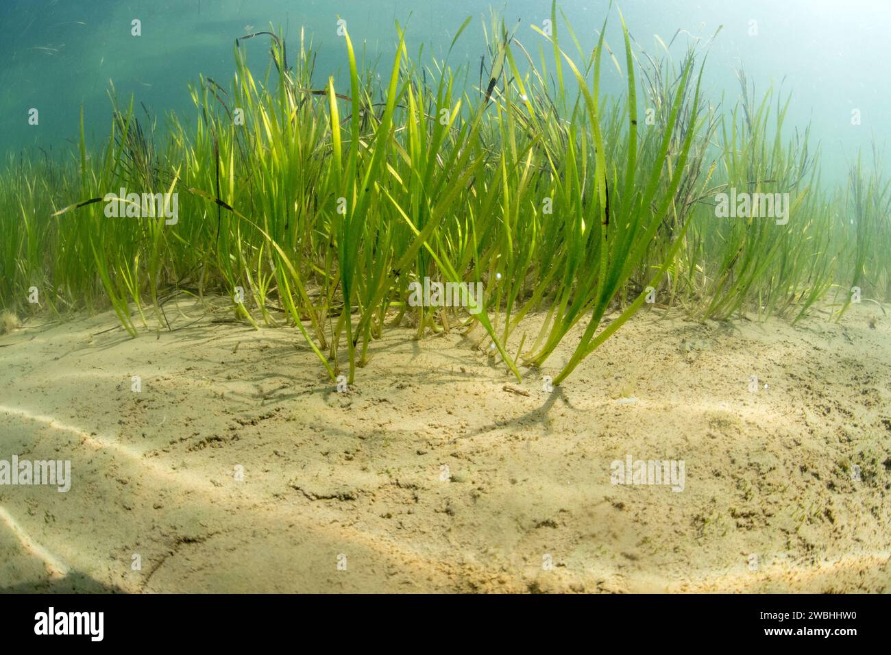 Zostera marina eelgrass Stock Photo - Alamy