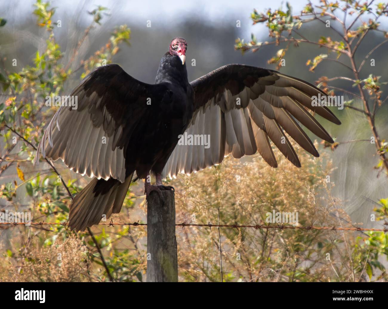 A Turkey Vulture (Cathartes aura) near Lake Tohopekaliga in Florida ...