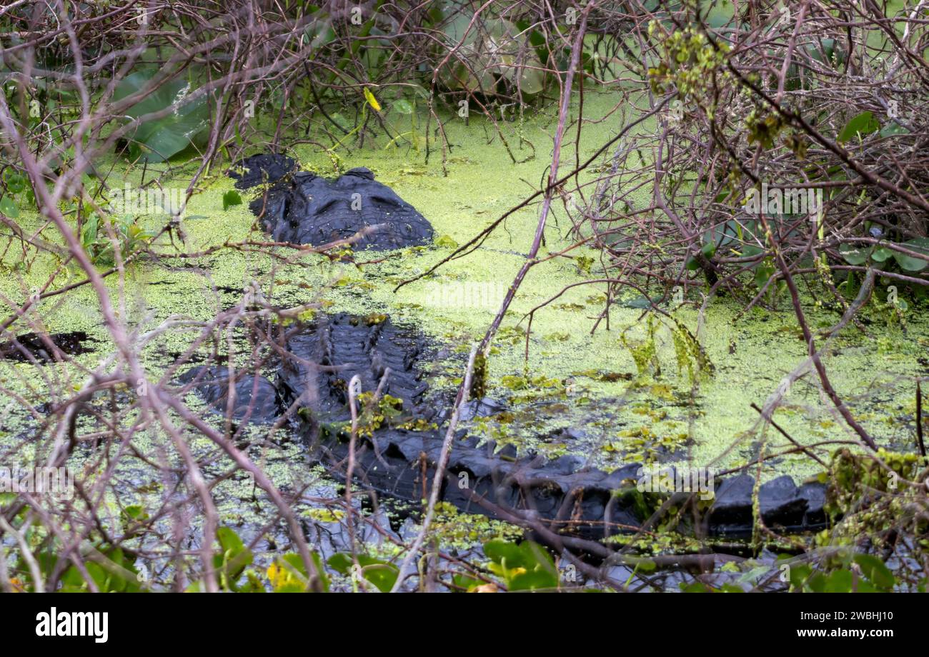 A Common Alligator (Alligator mississippiensis) in Lake Tohopekaliga ...