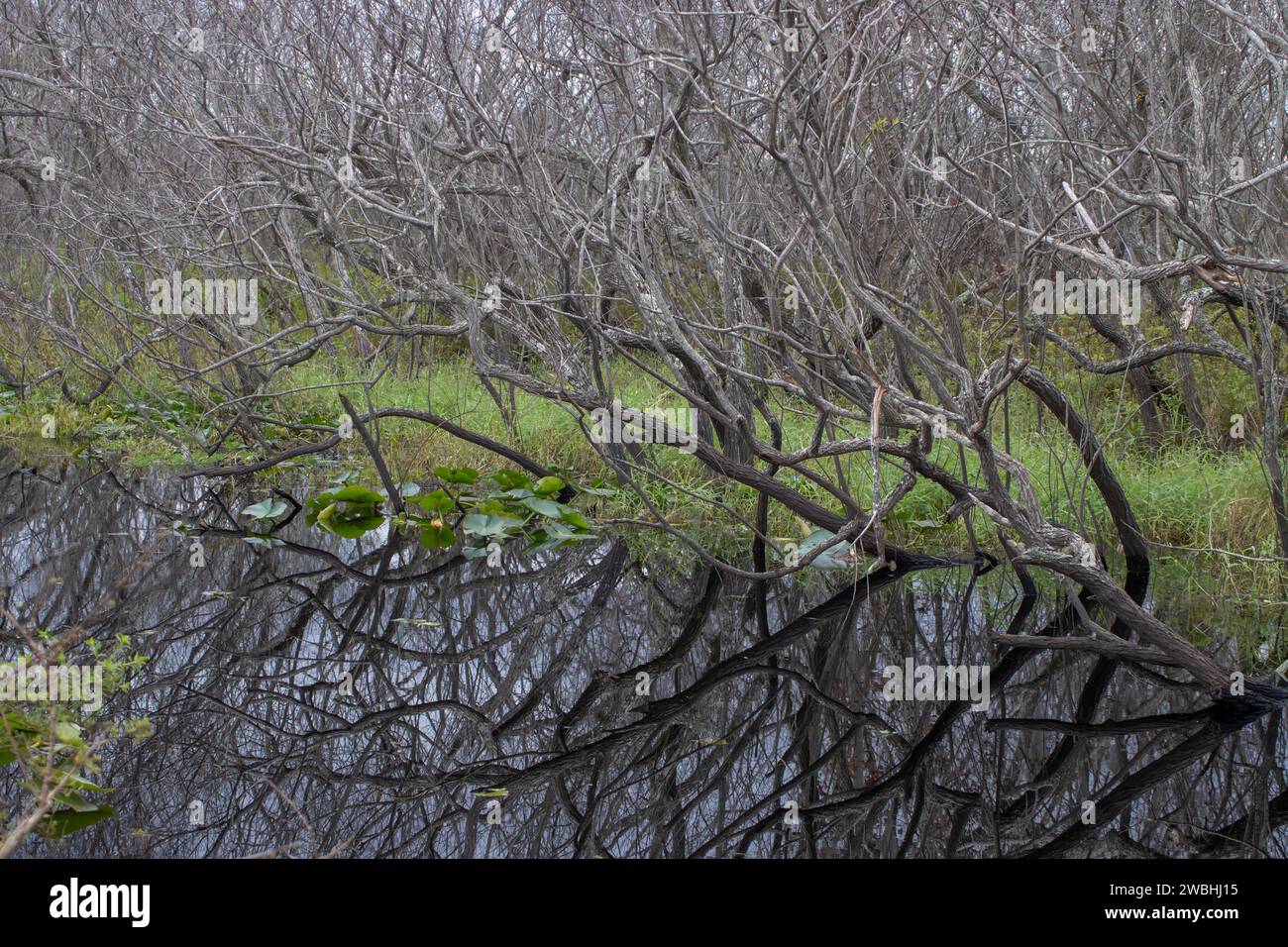 Lake Tohopekaliga near Kissimmee in Florida, USA Stock Photo - Alamy