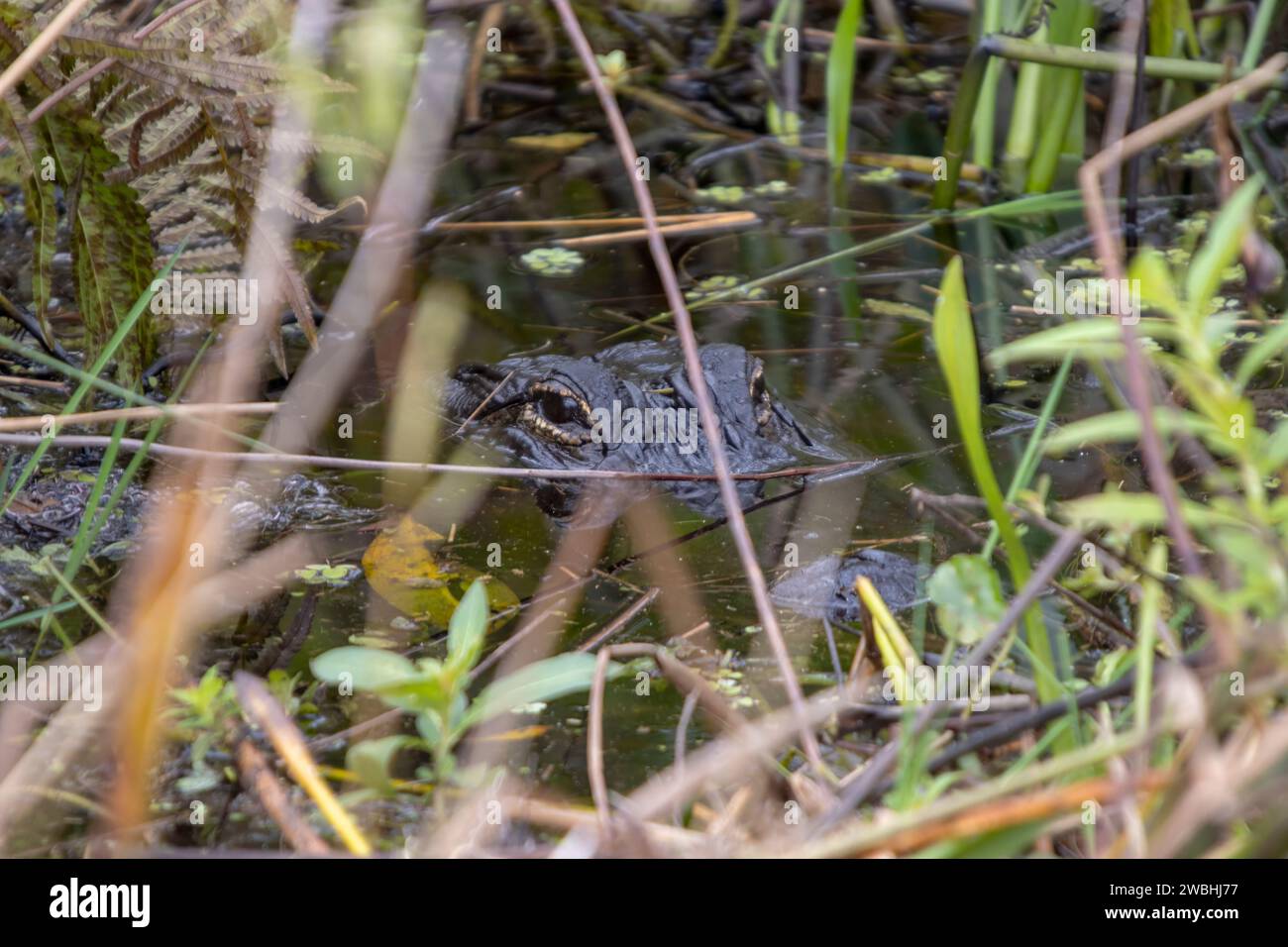 A Common Alligator (Alligator mississippiensis) in Lake Tohopekaliga ...