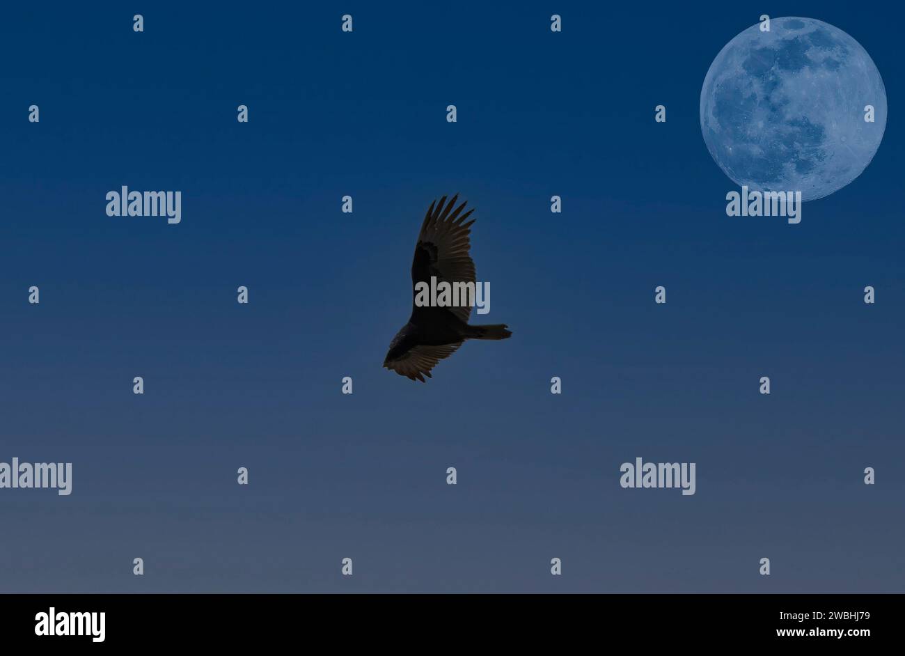 A Turkey Vulture (Cathartes aura) soaring under the light of a full ...