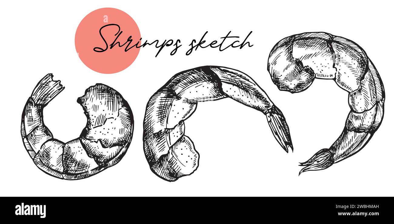 Hand drawn sketch style seafood set. Shripms, prawns collection vector ...