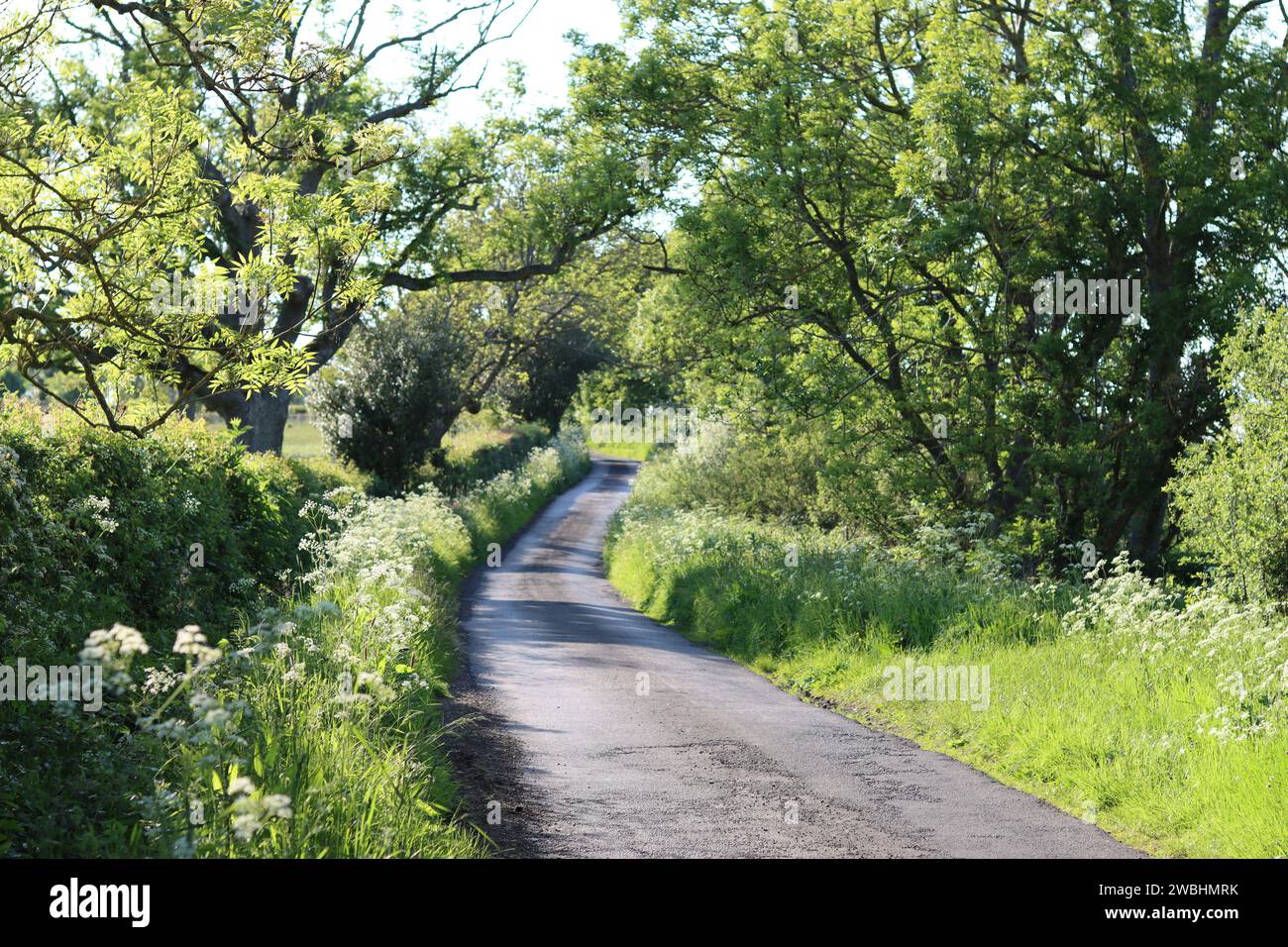 Quiet countryside road surrounded by wildflower verges and overhanging ...