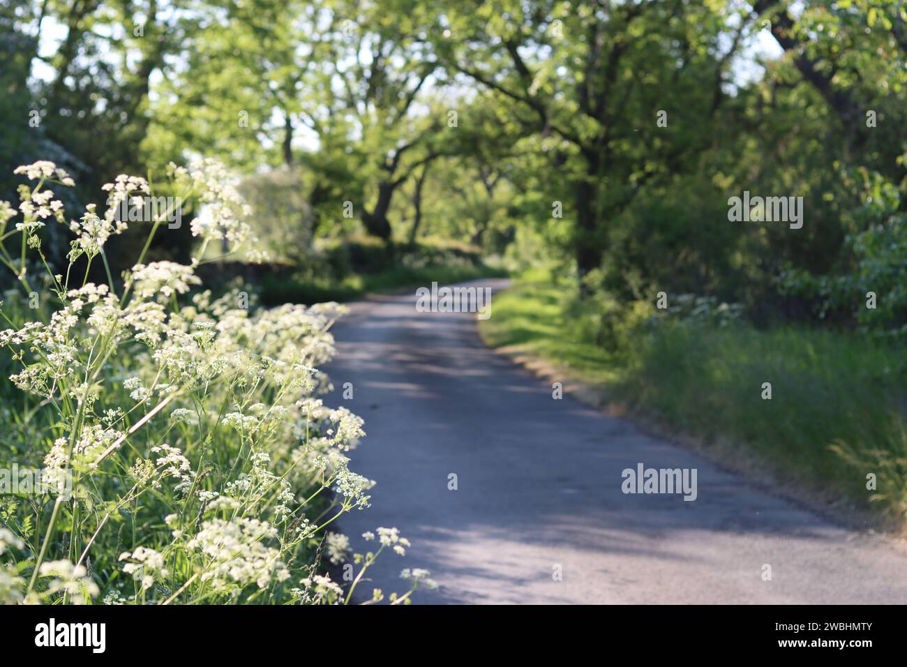 Quiet countryside road surrounded by wildflower verges and overhanging ...