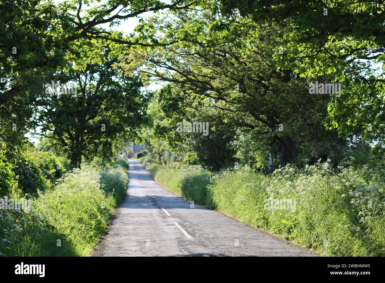 Quiet countryside road surrounded by wildflower verges and overhanging ...