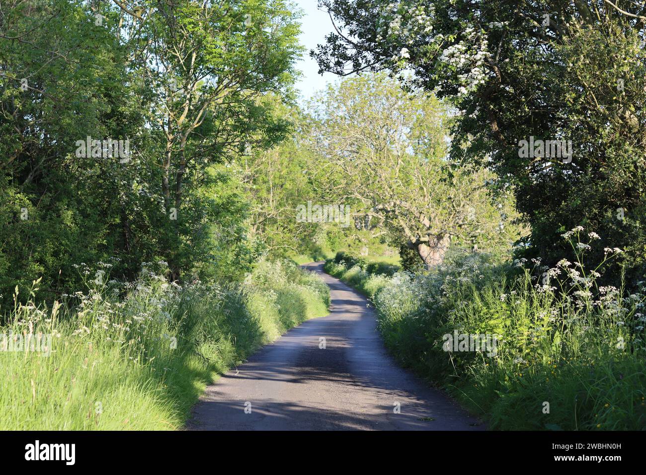 Quiet countryside road surrounded by wildflower verges and overhanging ...