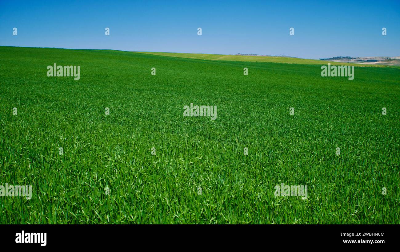 Green fields in spring. Blue skies, green fields and dirt roads. Clear ...