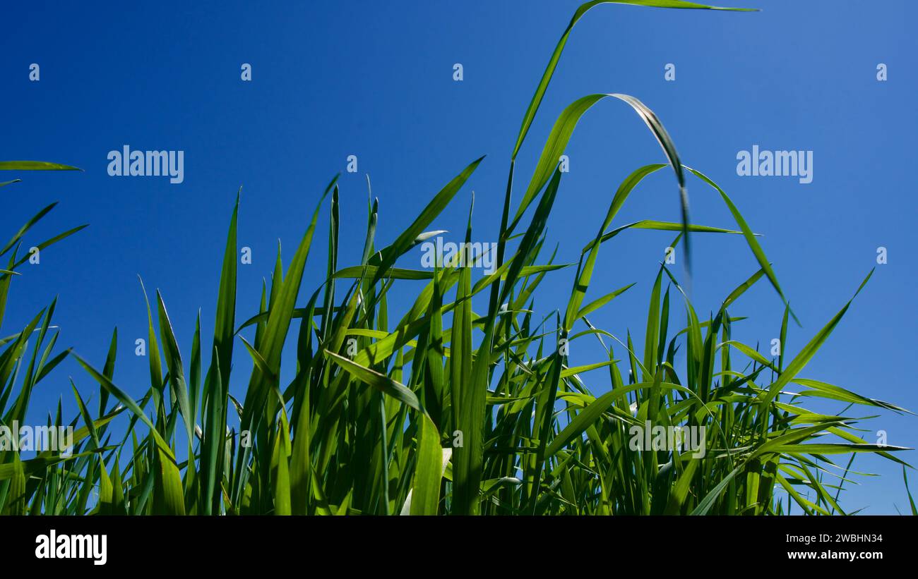 Green fields in spring. Blue skies, green fields and dirt roads. Clear ...