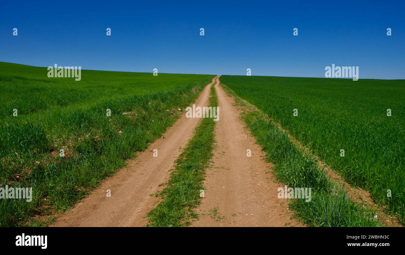 Green fields in spring. Blue skies, green fields and dirt roads. Clear ...