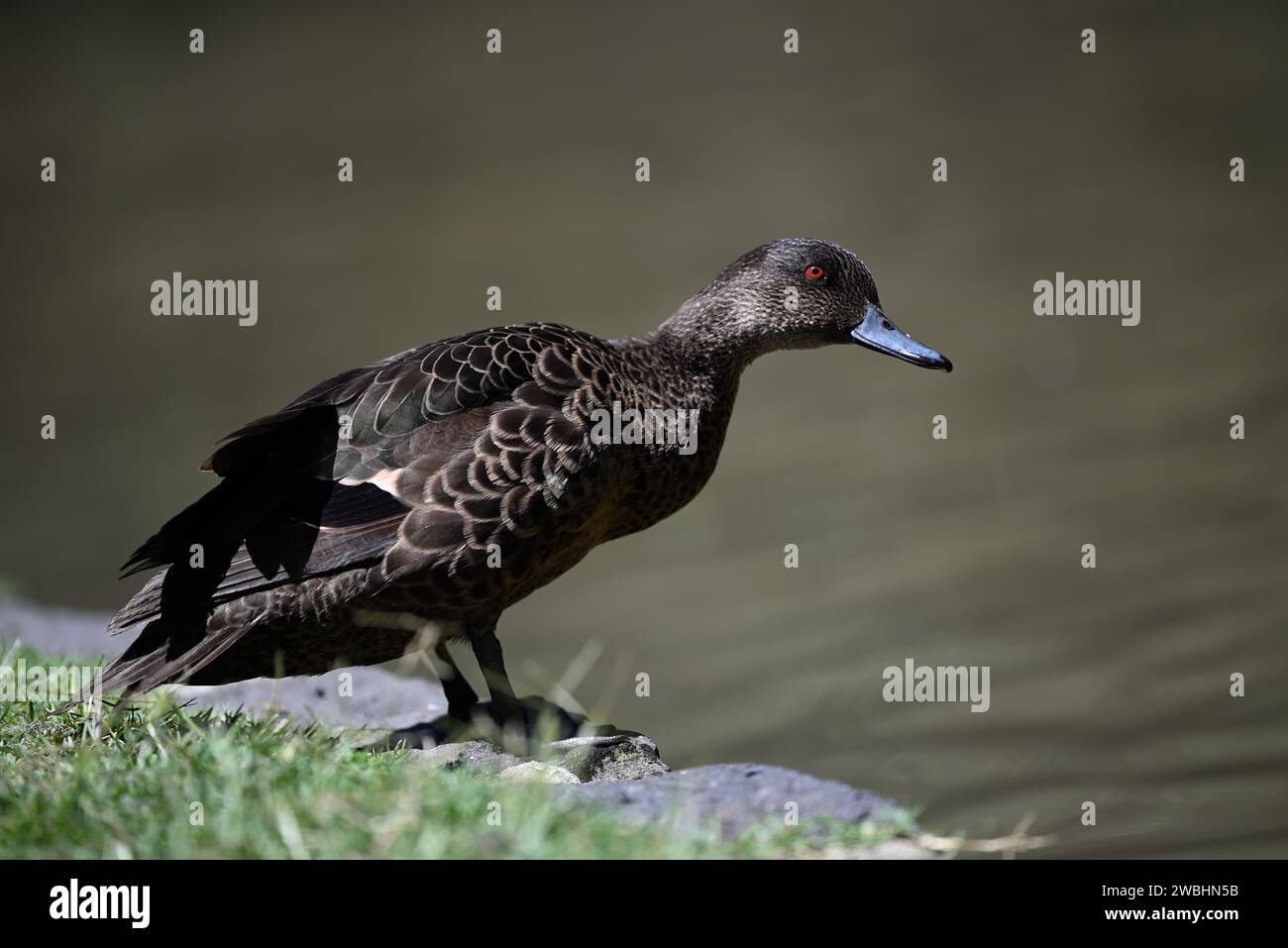 Side view of a female chestnut teal standing on land beside a pond ...