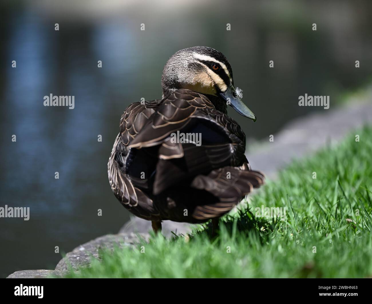 Duck from behind hi-res stock photography and images - Alamy