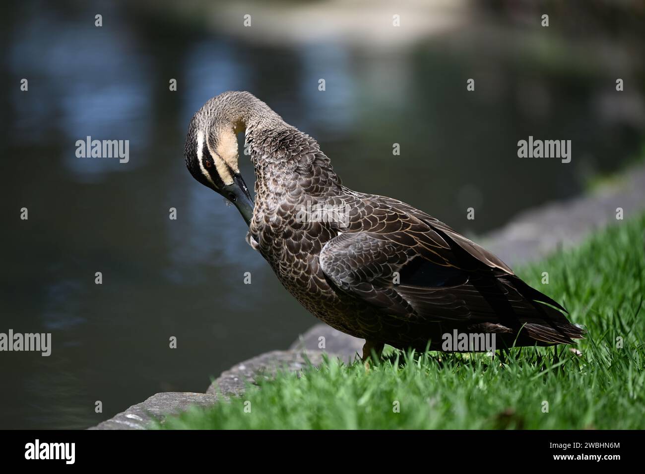Side view of a Pacific black duck preening the feathers on its chest ...