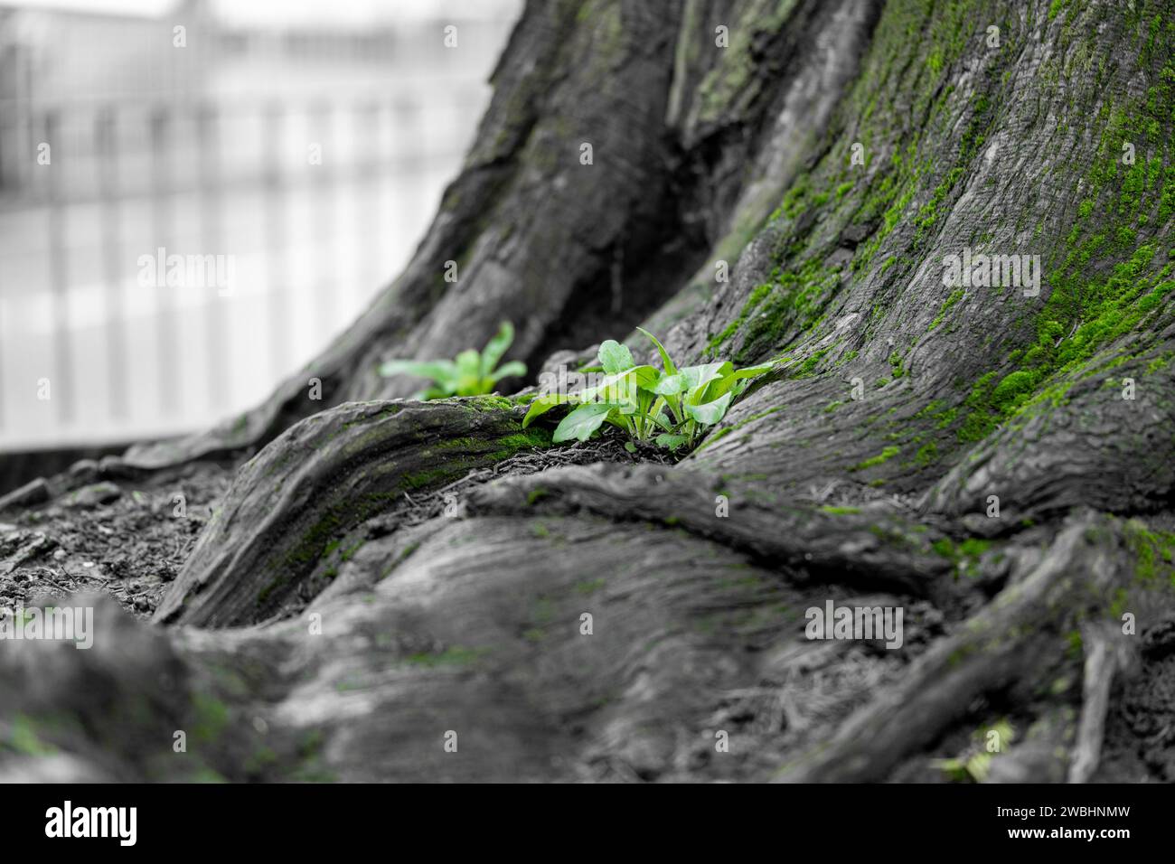 Fresh green foliage sprouting from the trunk of an established tree in ...