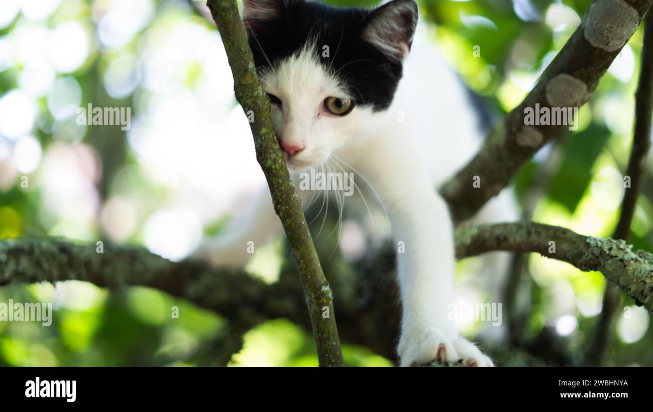 Cat stuck tree hi-res stock photography and images - Alamy