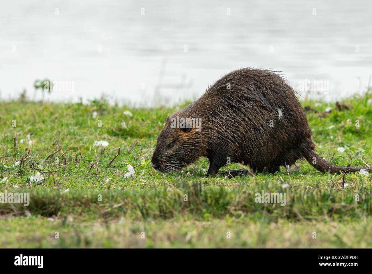 Walking nutria myocastor coypus hi-res stock photography and images - Alamy
