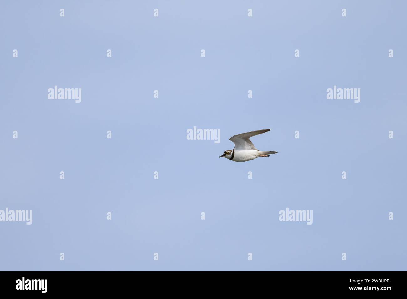 A Little Ringed Plover in flight on the beach, sunny day in summer ...